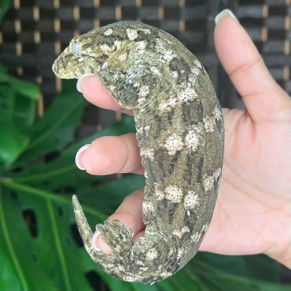 Baby Offshore Leachianus Geckos For Sale - Underground Reptiles