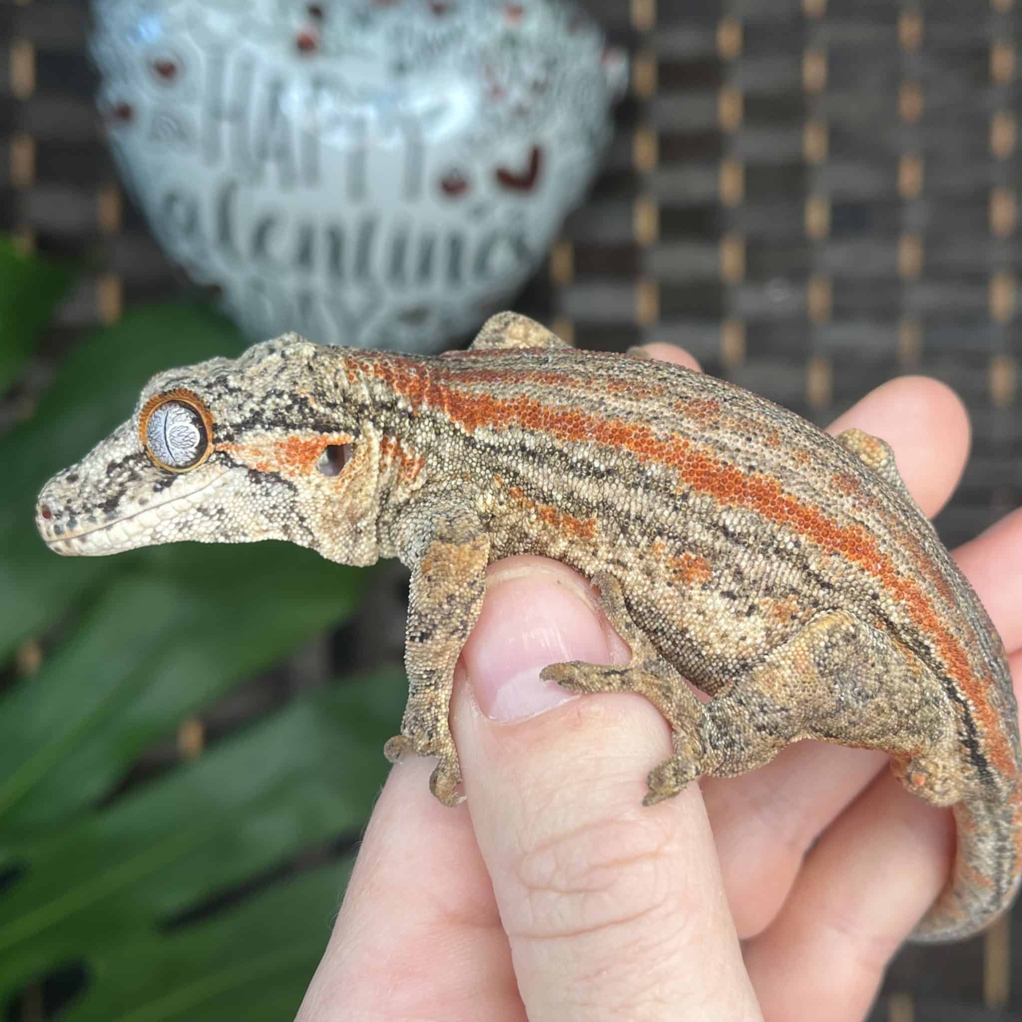 Adult Male Striped Gargoyle Geckos (Rhacodactylus auriculatus) For Sale ...