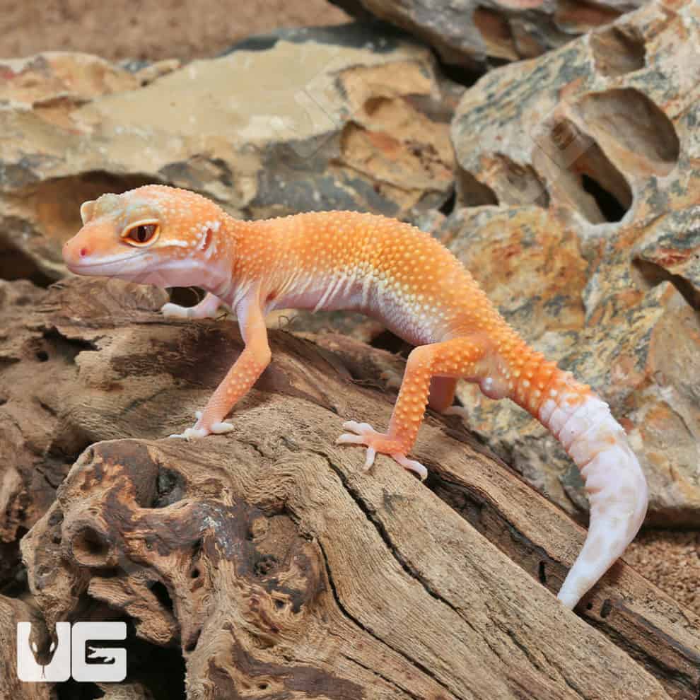 Leopard Geckos For Sale - Underground Reptiles