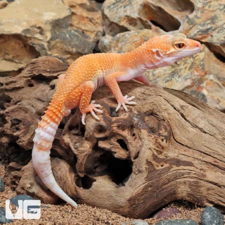 Leopard Geckos For Sale - Underground Reptiles