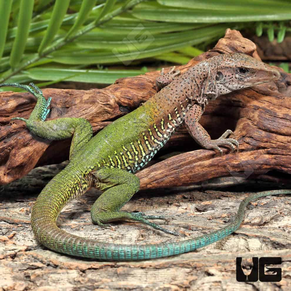 Lizards For Sale - Underground Reptiles