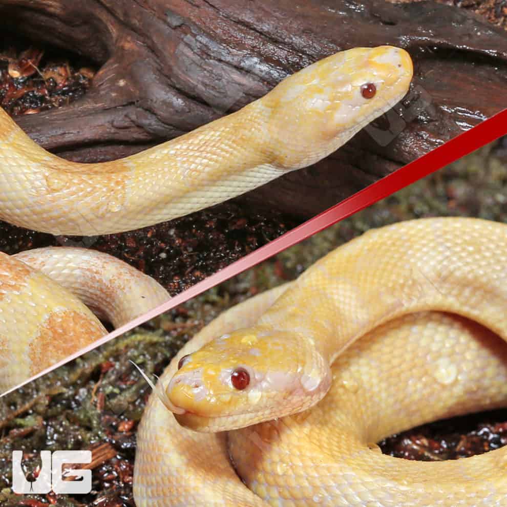 Albino Puff Faced Water Snake Pair (Homalopsis buccata) For Sale ...