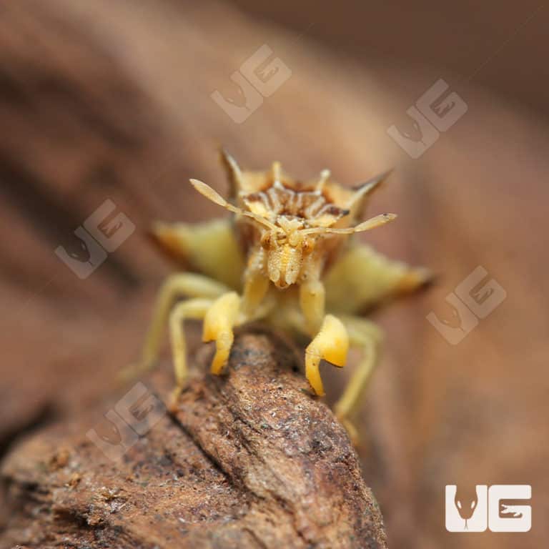Jagged Ambush Bug (Phymata sp) For Sale - Underground Reptiles