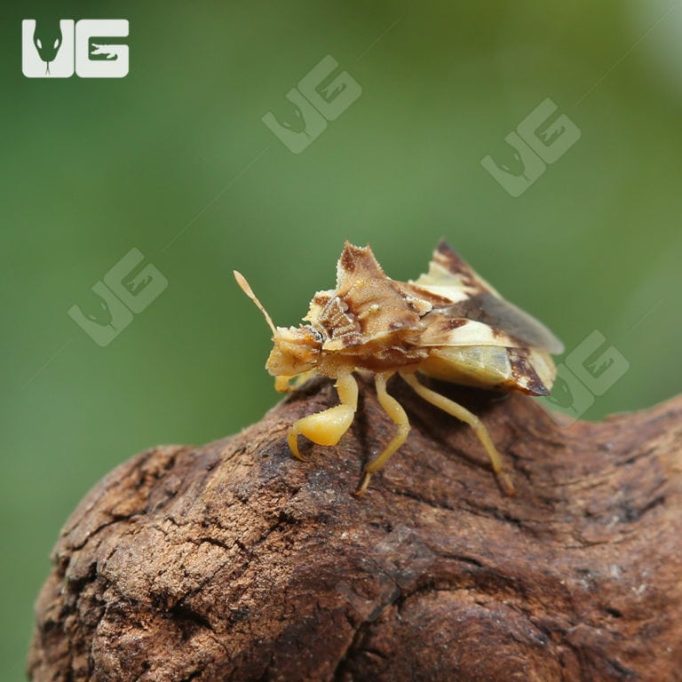 Jagged Ambush Bug (Phymata sp) For Sale - Underground Reptiles