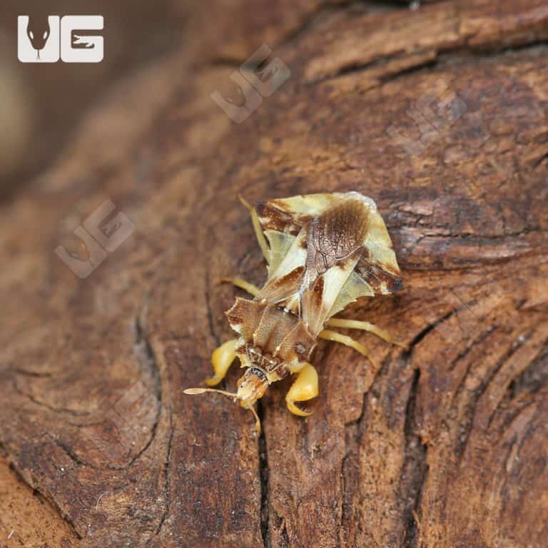 Jagged Ambush Bug (Phymata sp) For Sale - Underground Reptiles