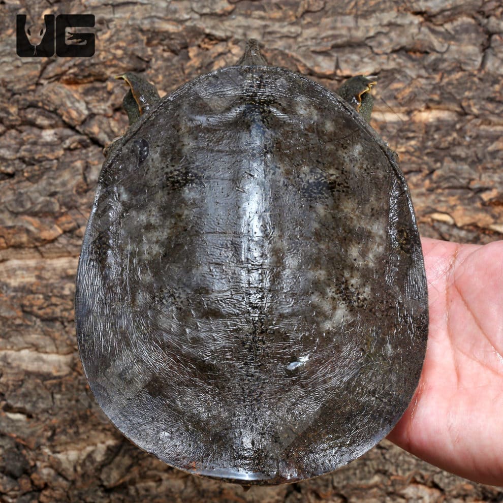 Asiatic Softshell Turtles for sale - Underground Reptiles