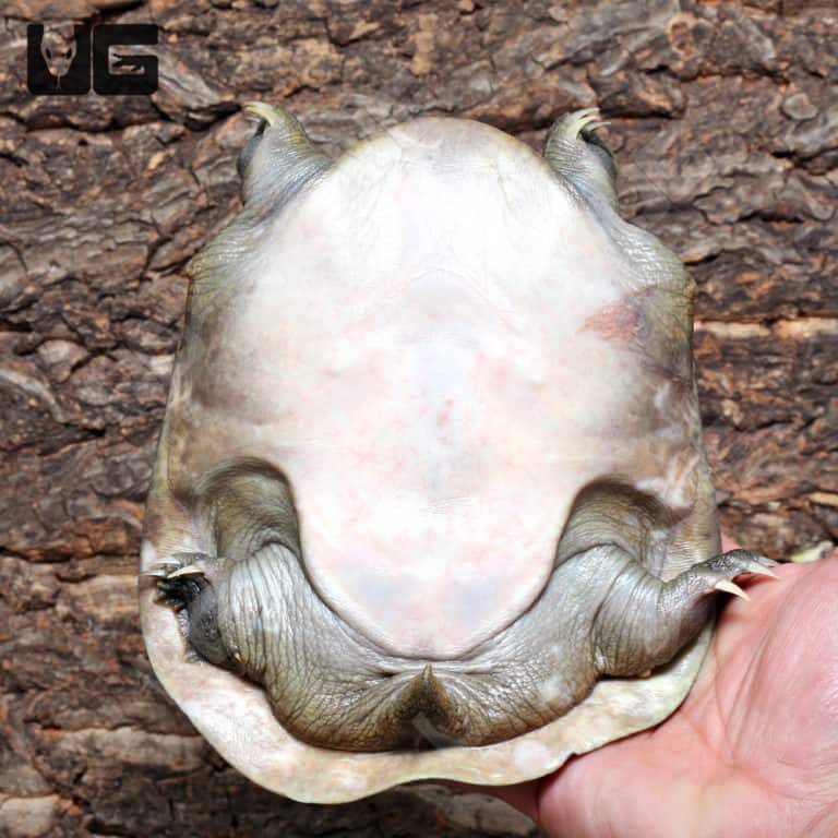 Asiatic Softshell Turtles for sale - Underground Reptiles