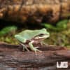 Baby Australian Dumpy Tree Frog for sale - Underground Reptiles