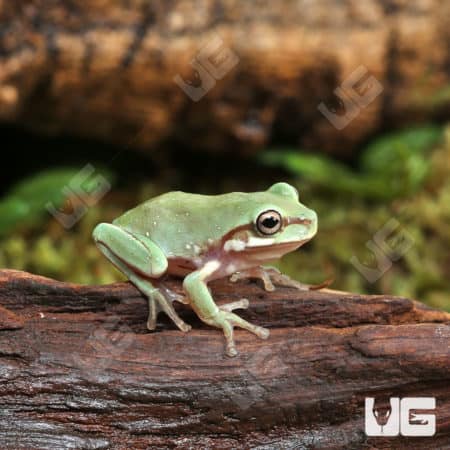 Baby Australian Dumpy Tree Frog for sale - Underground Reptiles