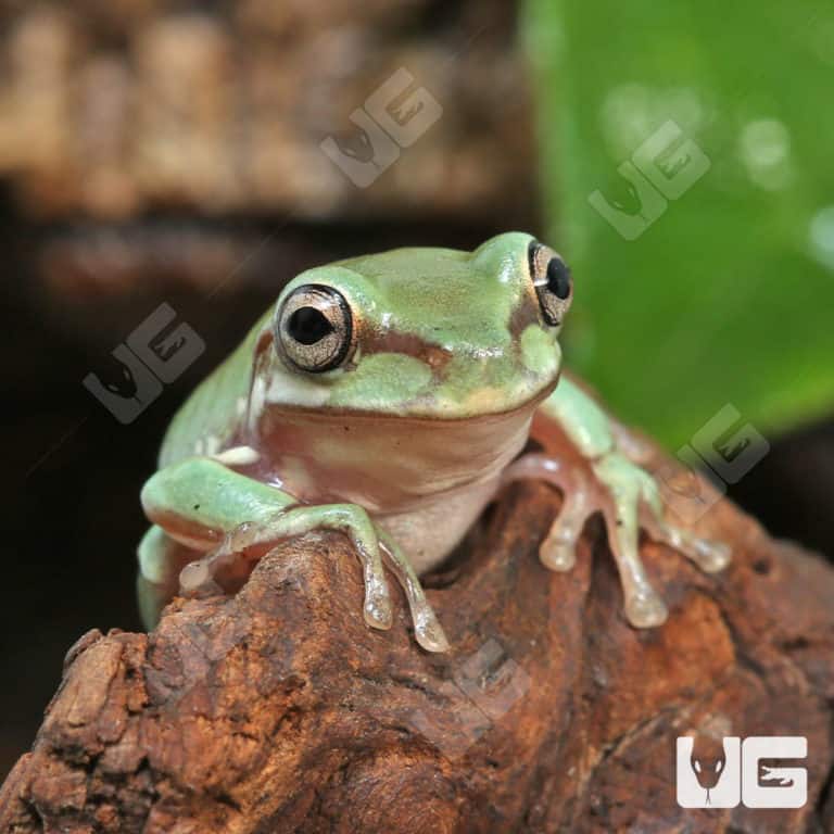 Tree Frogs For Sale - Underground Reptiles
