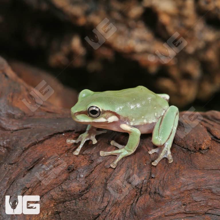 Baby Australian Dumpy Tree Frog for sale - Underground Reptiles