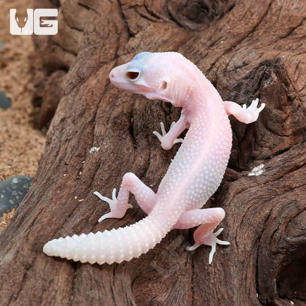 Baby Diablo Blanco Leopard Geckos (Eublepharis macularius) For Sale ...