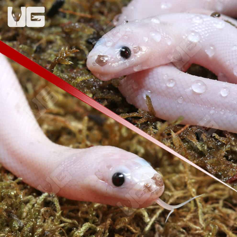 Baby Leucistic Puff Faced Water Snake Pair (Homalopsis buccata) For ...