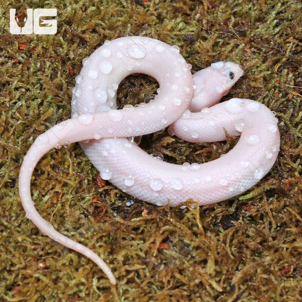 Baby Leucistic Puff Faced Water Snake Pair (Homalopsis buccata) For ...