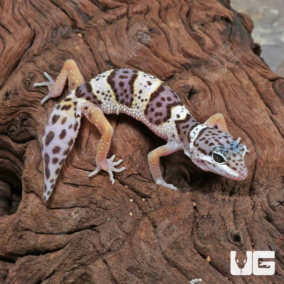 Baby Mack Snow Leopard Gecko For Sale - Underground Reptiles