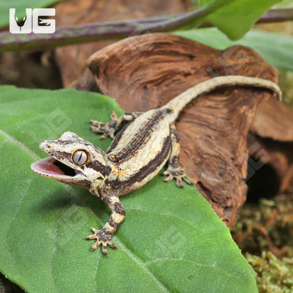 Baby Oreo Gargoyle Gecko (Rhacodactylus auriculatus) For Sale ...