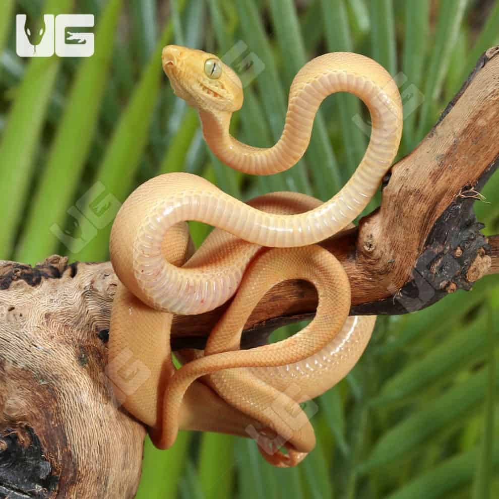 Baby Patternless Yellow Colored Amazon Tree Boas For Sale - Underground ...