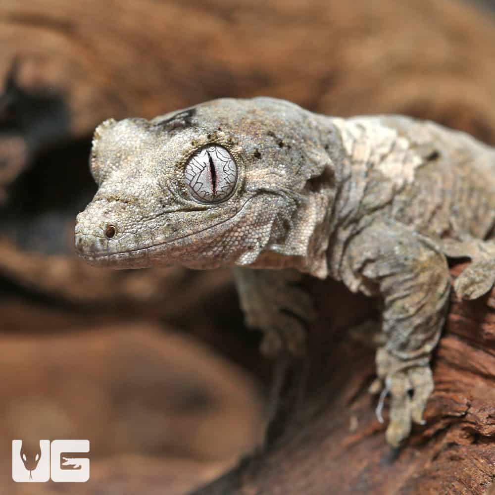 Geckos For Sale - Underground Reptiles