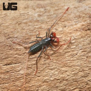 Malaysian Vinegaroons For Sale - Underground Reptiles