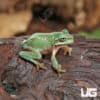 Baby Snowflake Australian Blue Dumpy Tree Frog - Underground Reptiles