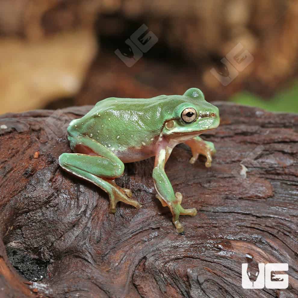 Baby Snowflake Australian Blue Dumpy Tree Frog - Underground Reptiles