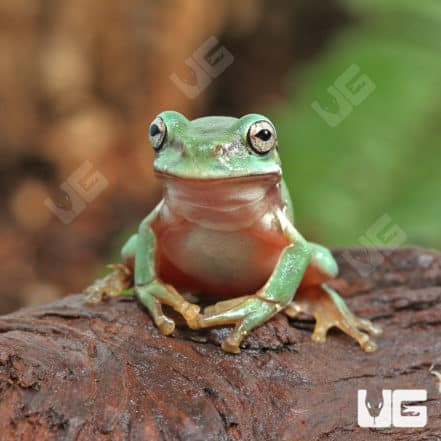 Tree Frogs For Sale - Underground Reptiles