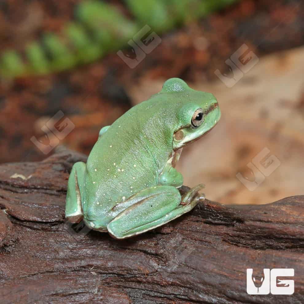 Baby Snowflake Australian Blue Dumpy Tree Frog - Underground Reptiles