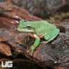 Baby Snowflake Australian Blue Dumpy Tree Frog - Underground Reptiles
