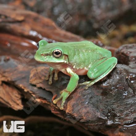 Baby Snowflake Australian Blue Dumpy Tree Frog - Underground Reptiles