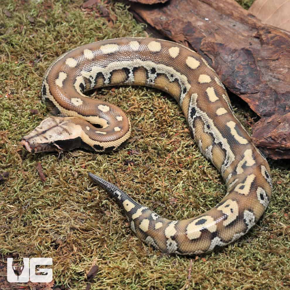 New Reptiles & Amphibians - Underground Reptiles