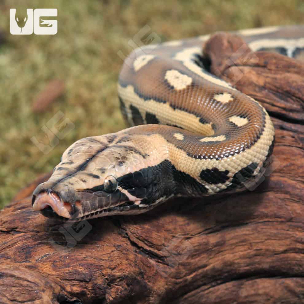 Blood Pythons For Sale - Underground Reptiles