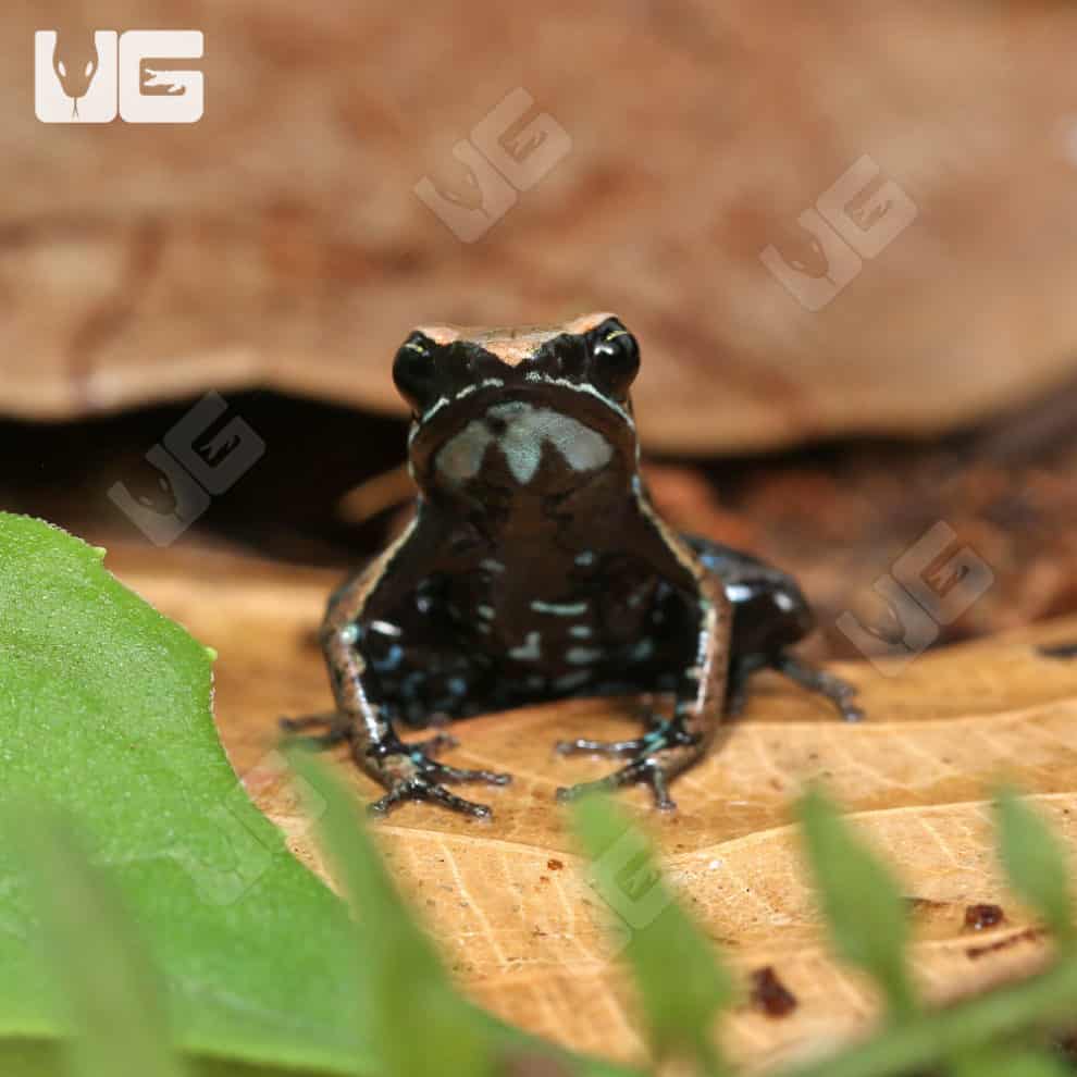 Bronze Mantellas For Sale - Underground Reptiles