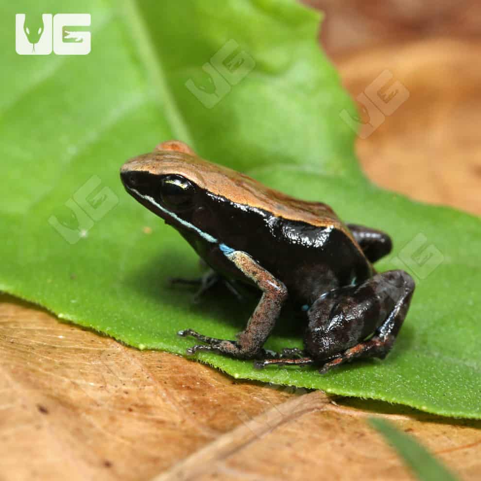 Bronze Mantellas For Sale - Underground Reptiles