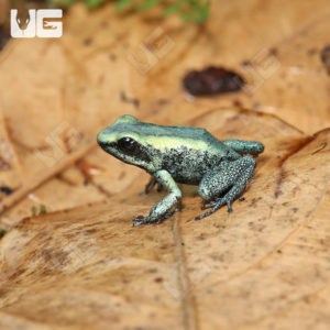 Mint Terribilis Dart Frogs For Sale - Underground Reptiles