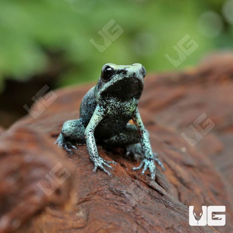 Mint Terribilis Dart Frogs For Sale - Underground Reptiles