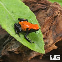 Orange Splash Back Dart Frogs For Sale - Underground Reptiles