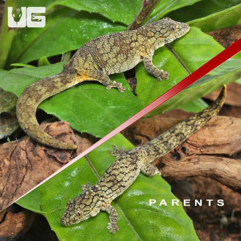 Baby Chameleon Geckos For Sale - Underground Reptiles