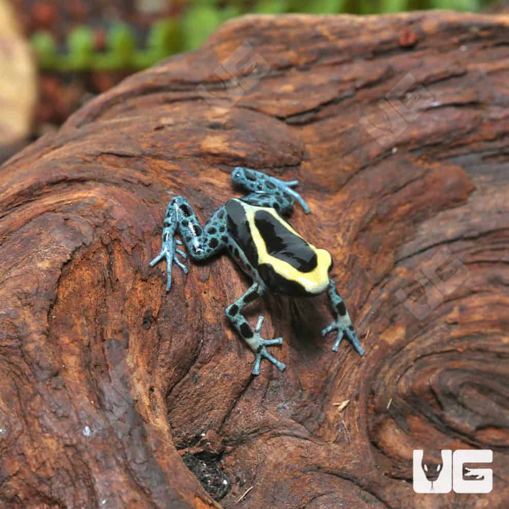 Powder Blue Tinctorius Dart Frogs For Sale - Underground Reptiles