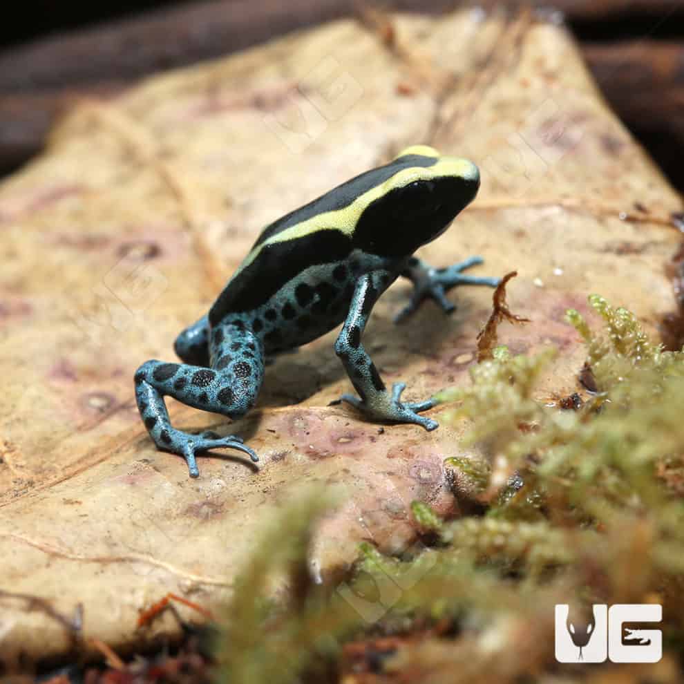 Powder Blue Tinctorius Dart Frogs For Sale - Underground Reptiles