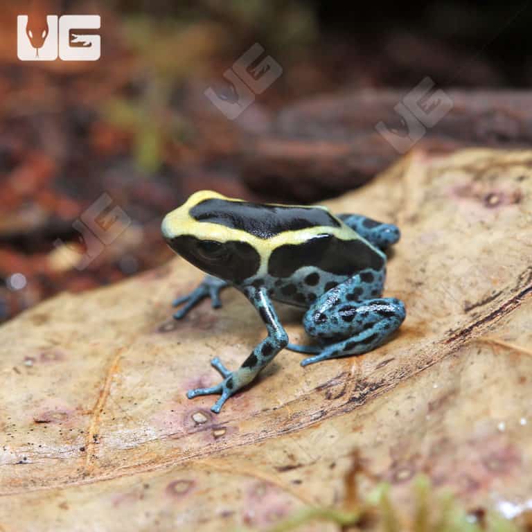 Powder Blue Tinctorius Dart Frogs For Sale - Underground Reptiles
