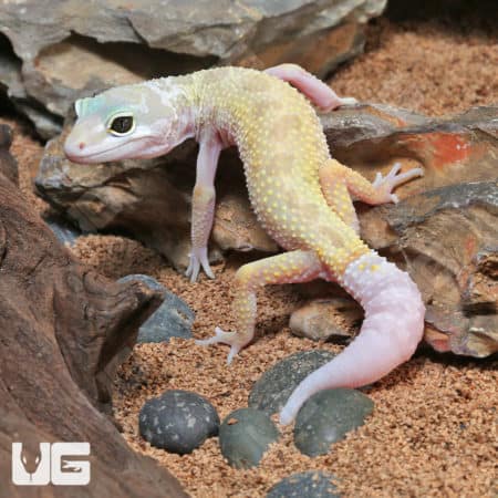 Juvenile Leucistic Leopard Gecko For Sale - Underground Reptiles
