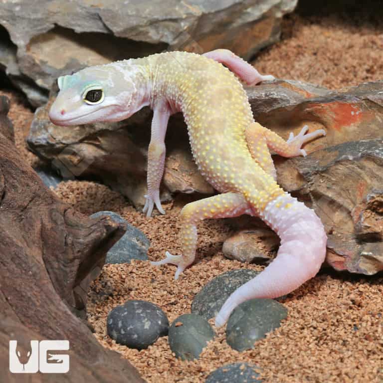 Juvenile Leucistic Leopard Gecko For Sale - Underground Reptiles