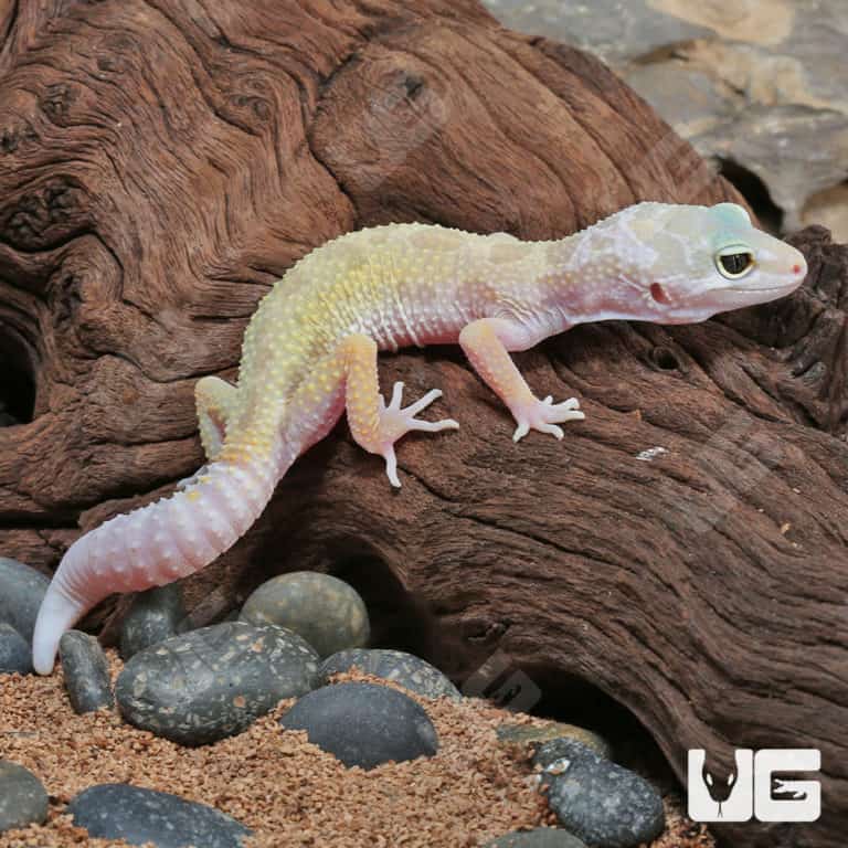 Juvenile Leucistic Leopard Gecko For Sale - Underground Reptiles
