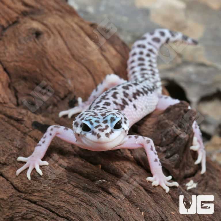 Juvenile Mack Snow Leopard Gecko For Sale - Underground Reptiles