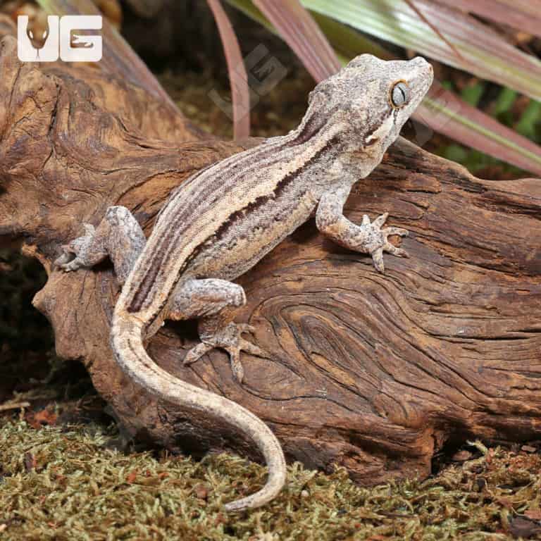 Juvenile Oreo Stripe Gargoyle Gecko (Rhacodactylus auriculatus) For ...