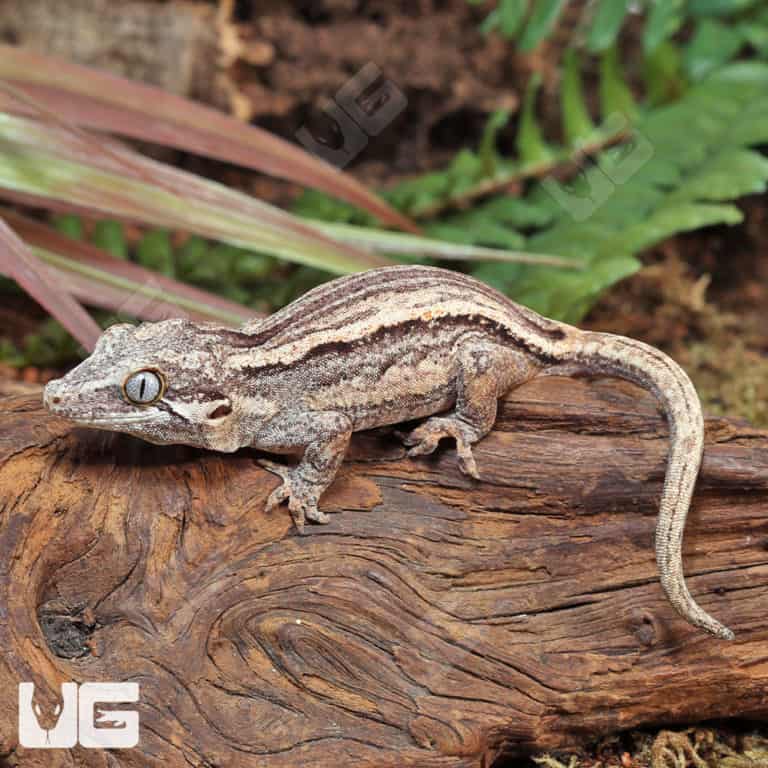 Juvenile Oreo Stripe Gargoyle Gecko (Rhacodactylus auriculatus) For ...