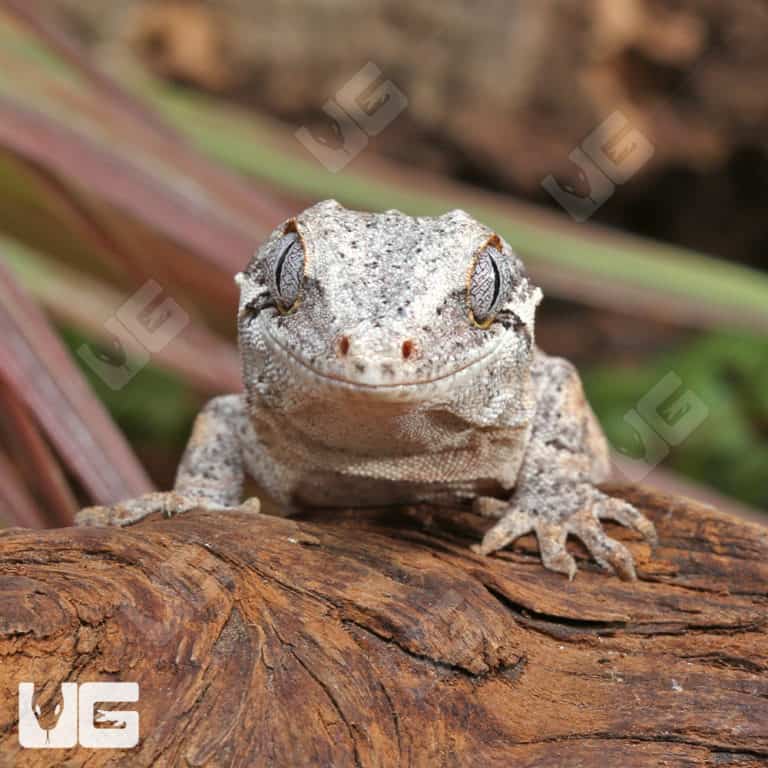 Juvenile Oreo Stripe Gargoyle Gecko (Rhacodactylus auriculatus) For ...