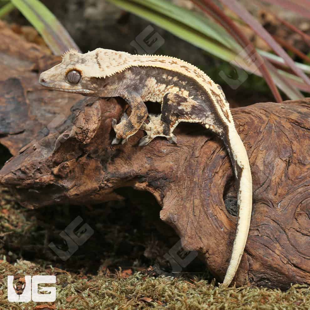 Baby Harlequin Partial Pinstripe Crested Geckos For Sale - Underground ...