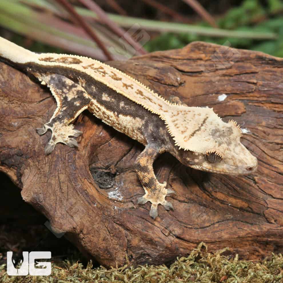 Baby Harlequin Partial Pinstripe Crested Geckos For Sale - Underground ... Baby Harlequin Partial Pinstripe Crested Geckos For Sale - Underground ...