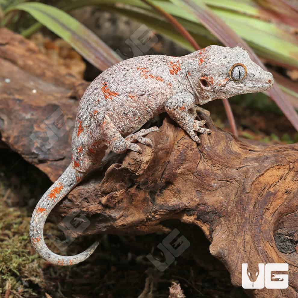Juvenile Reticulated Gargoyle Geckos (Rhacodactylus auriculatus) For ...